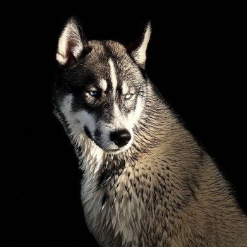 MAGIC WOLF TOGO - Chien Husky de siberie Loire-Atlantique